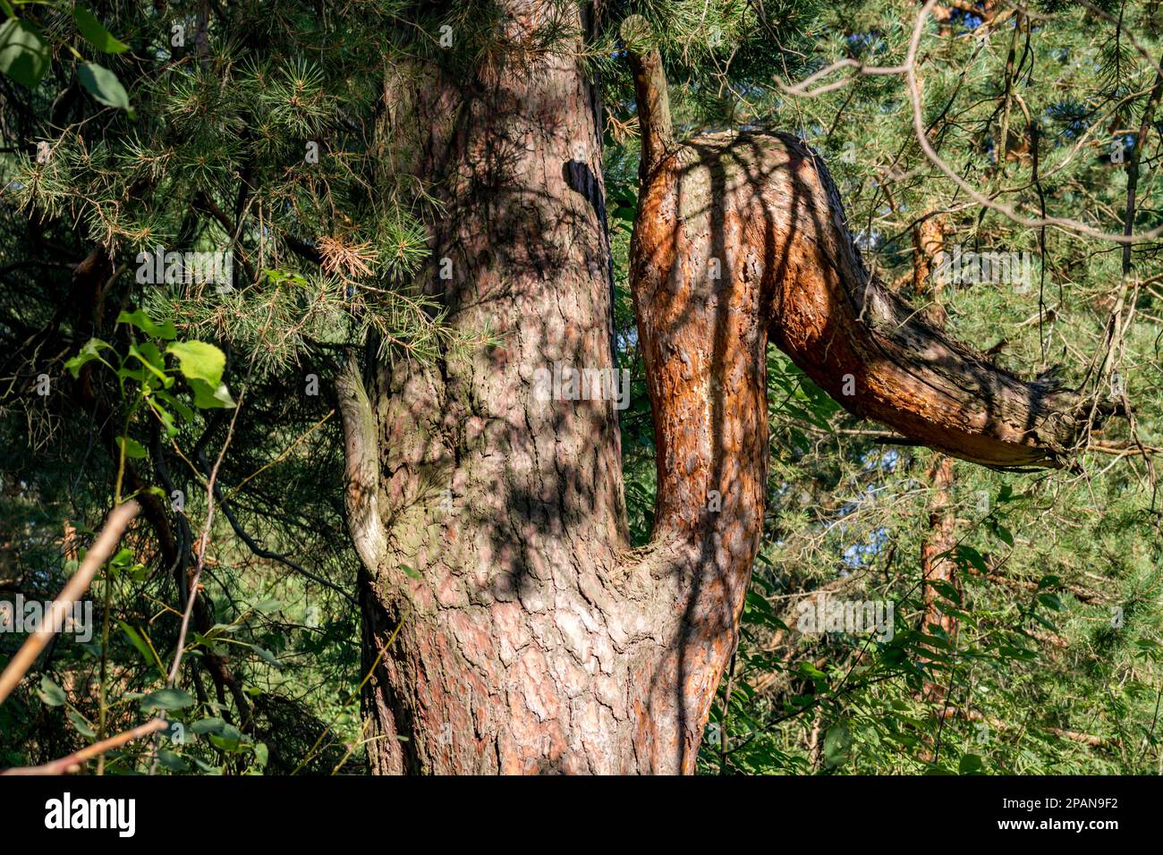 Curved bough hi-res stock photography and images - Alamy