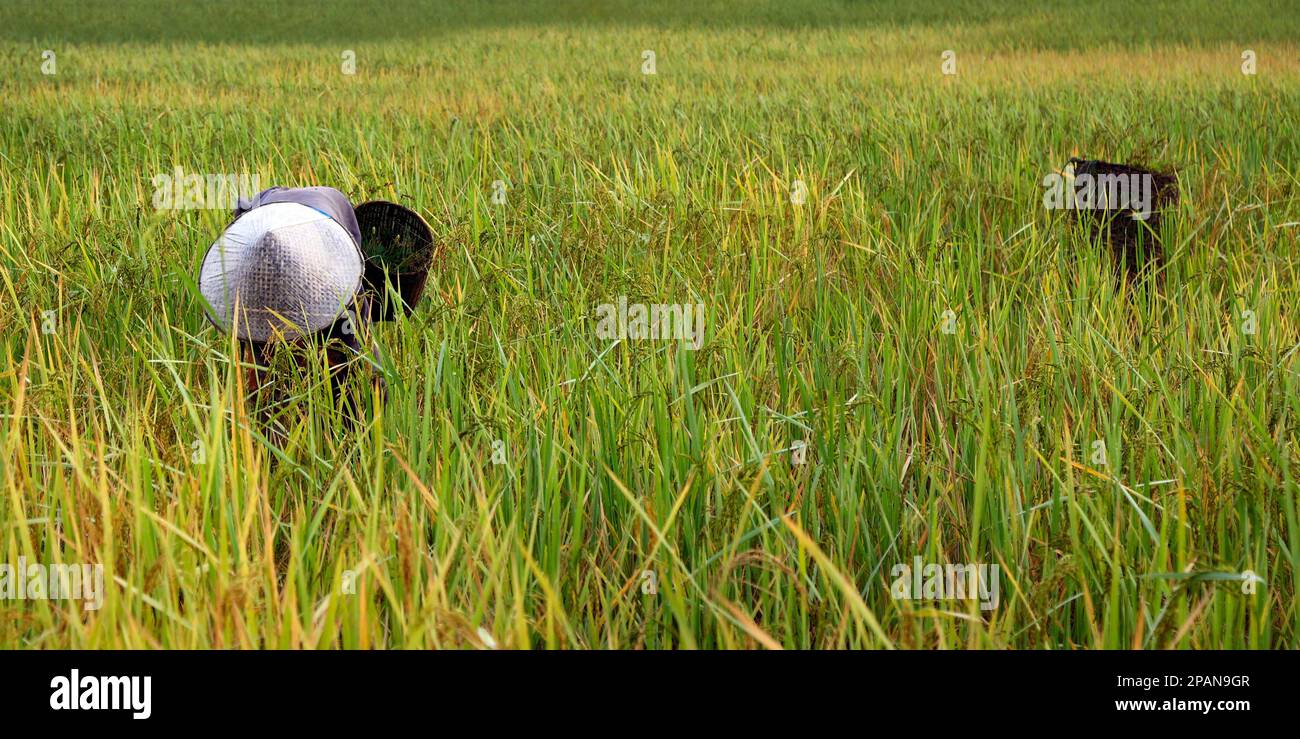 view of rice worker ,harvesting in rice field Stock Photo - Alamy