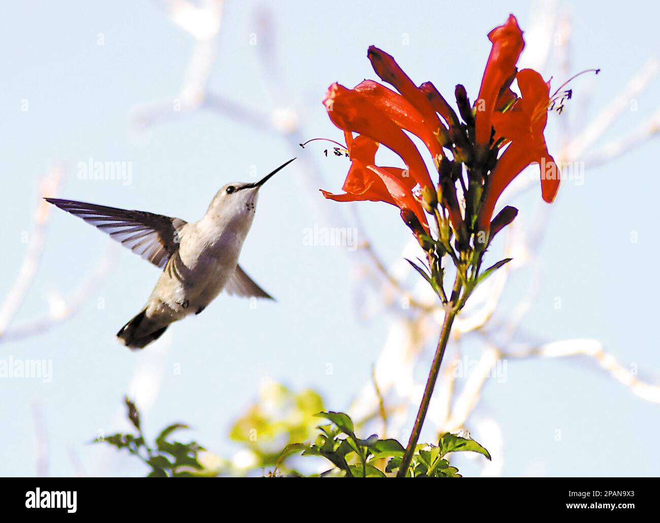 A hummingbird searches for nectar from a cluster of flowers Tuesday ...
