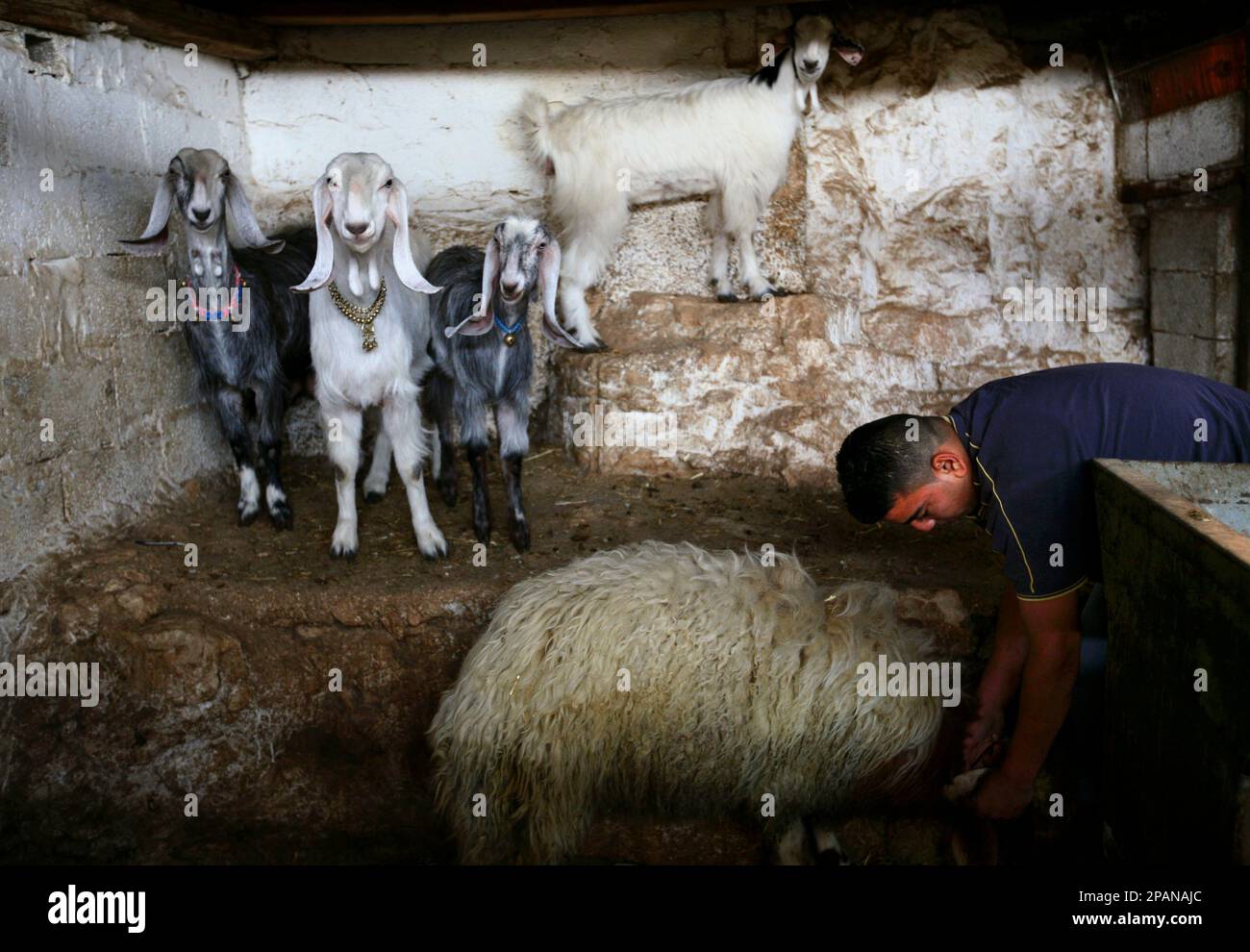 Goats wait as a Palestinian man takes a sheep to be slaughtered for Eid ...