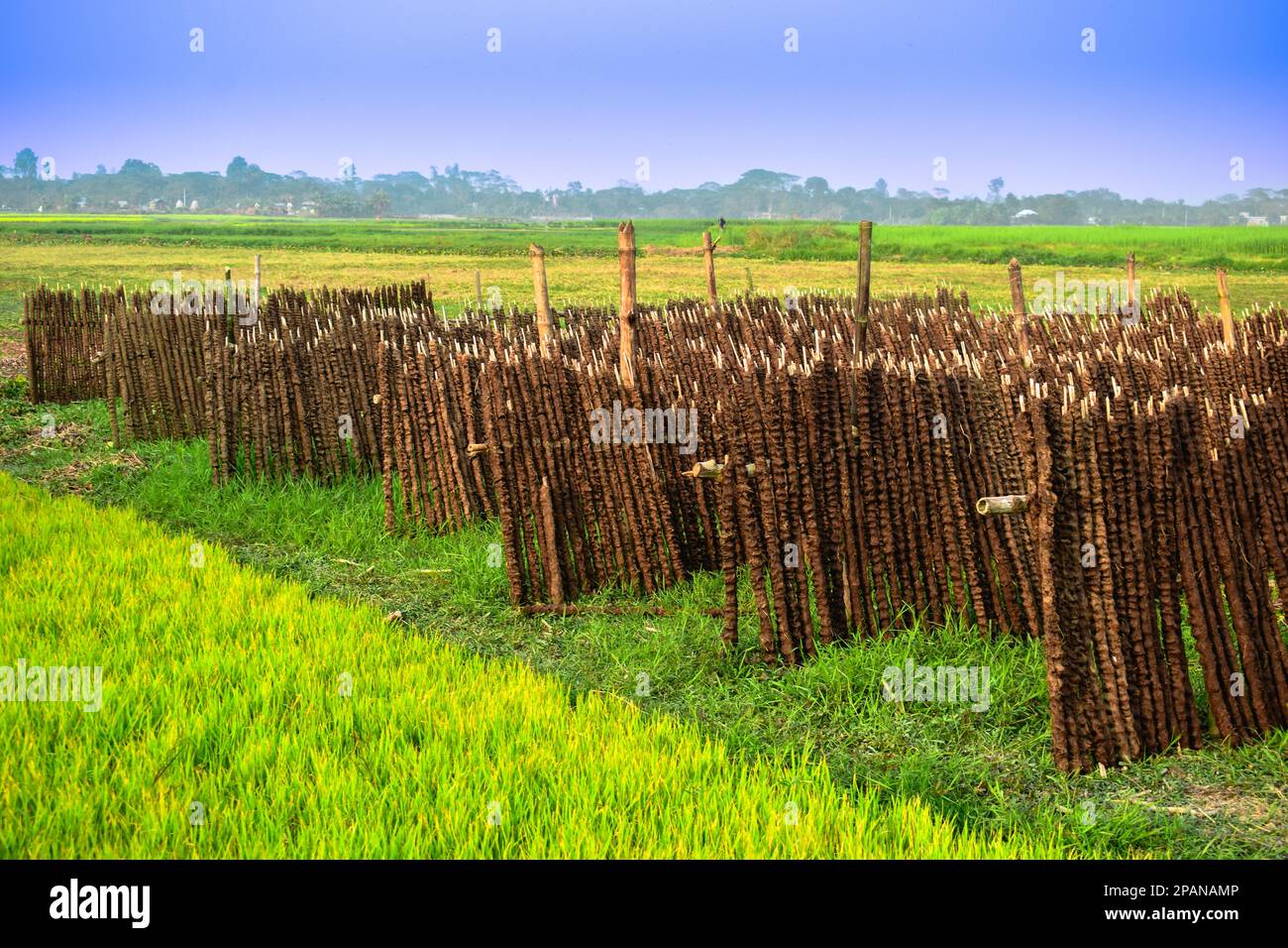 Dry cow dung, natural fuel in bangladesh Stock Photo - Alamy