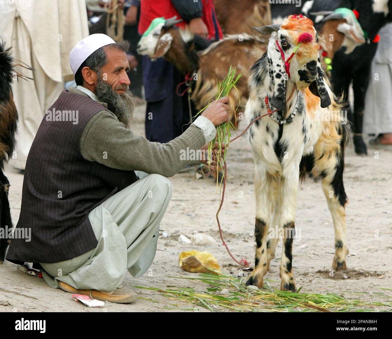 A man looks after a goat which has been prepared for sale for ...