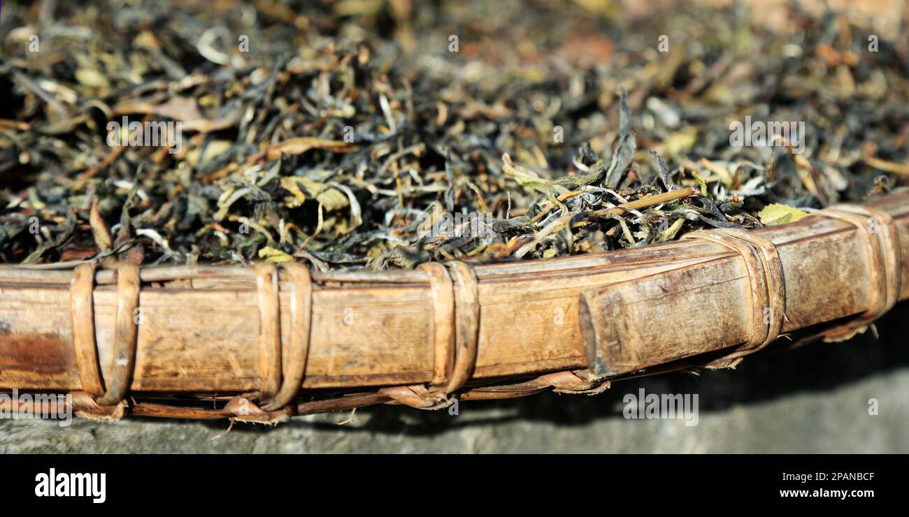 Green Tea leaves drying in a wicker basket Stock Photo - Alamy