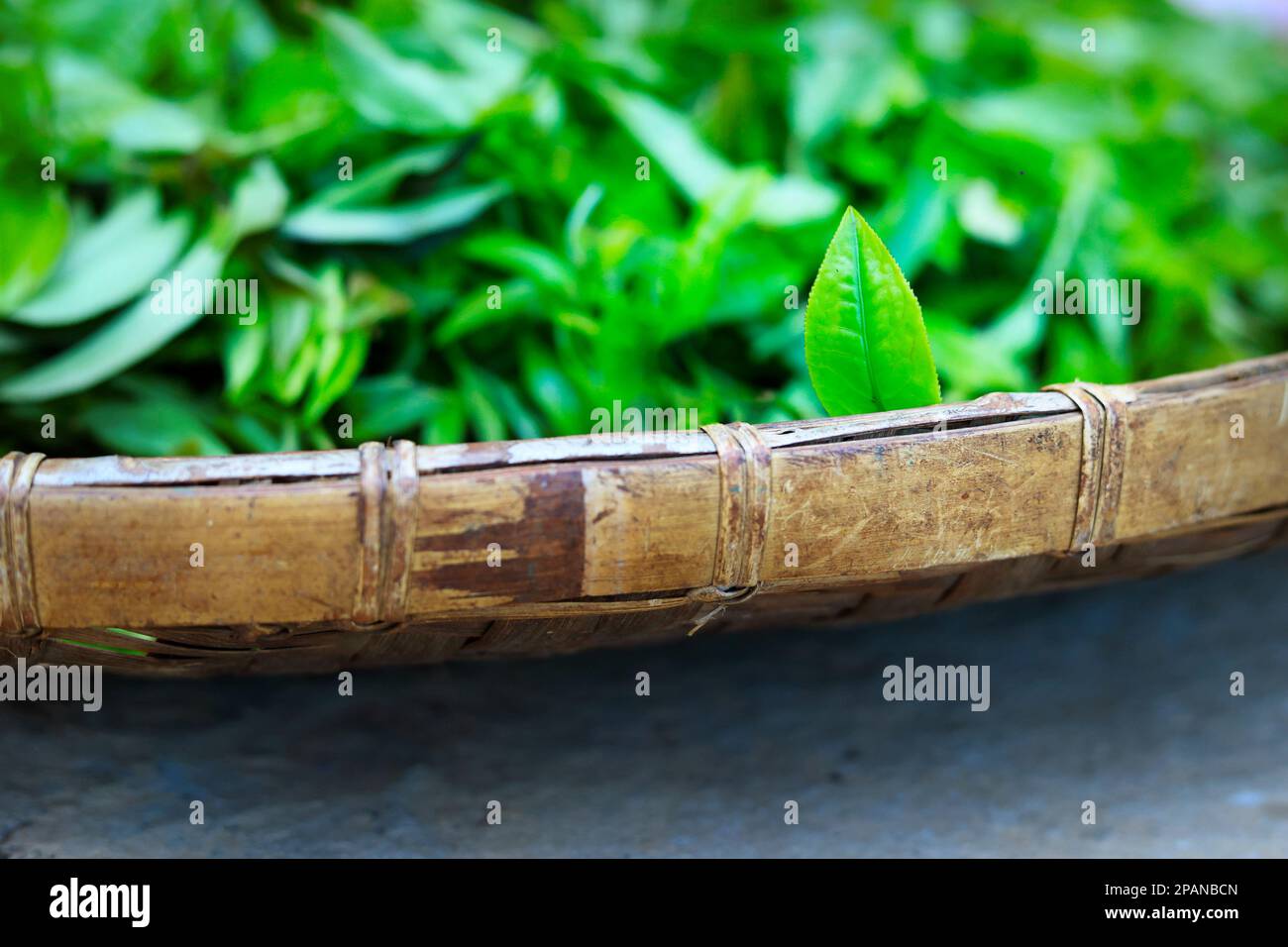 Green tea leaves drying hi-res stock photography and images - Alamy