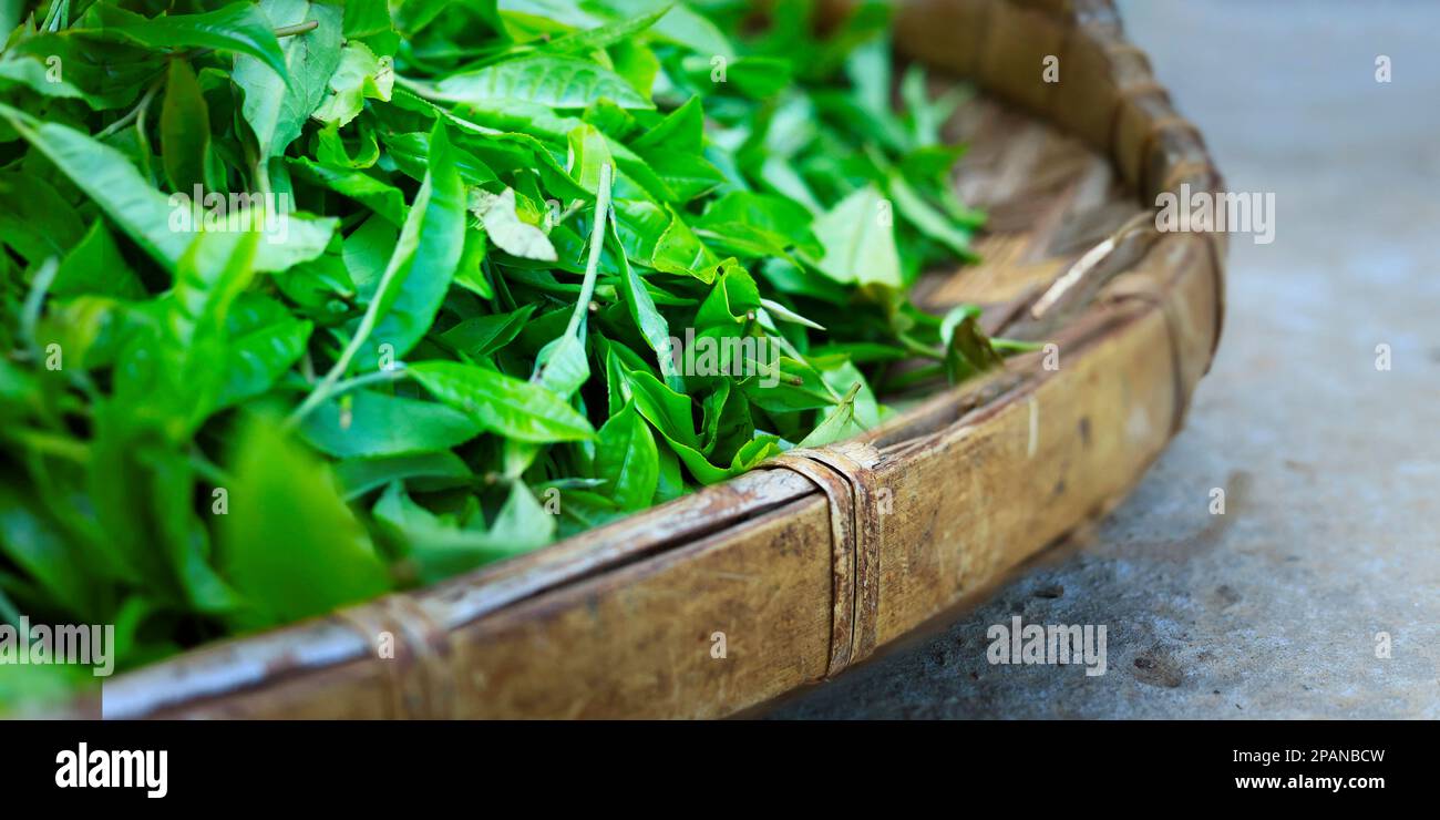 Green Tea leaves drying in a wicker basket Stock Photo - Alamy