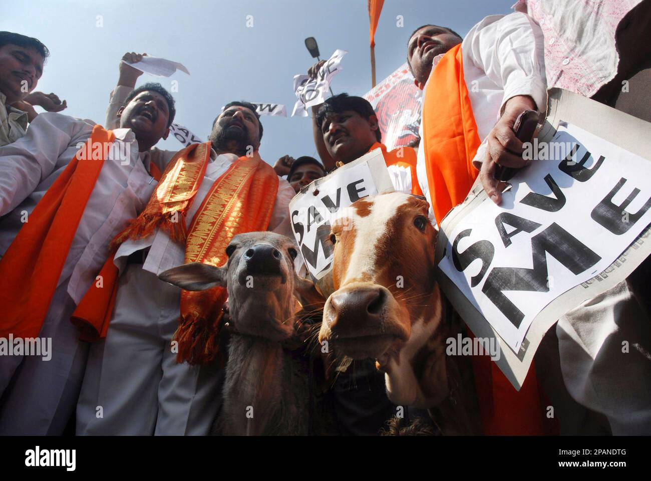 Hindu right wing Shiv Sena activists protest against cow slaughter in ...