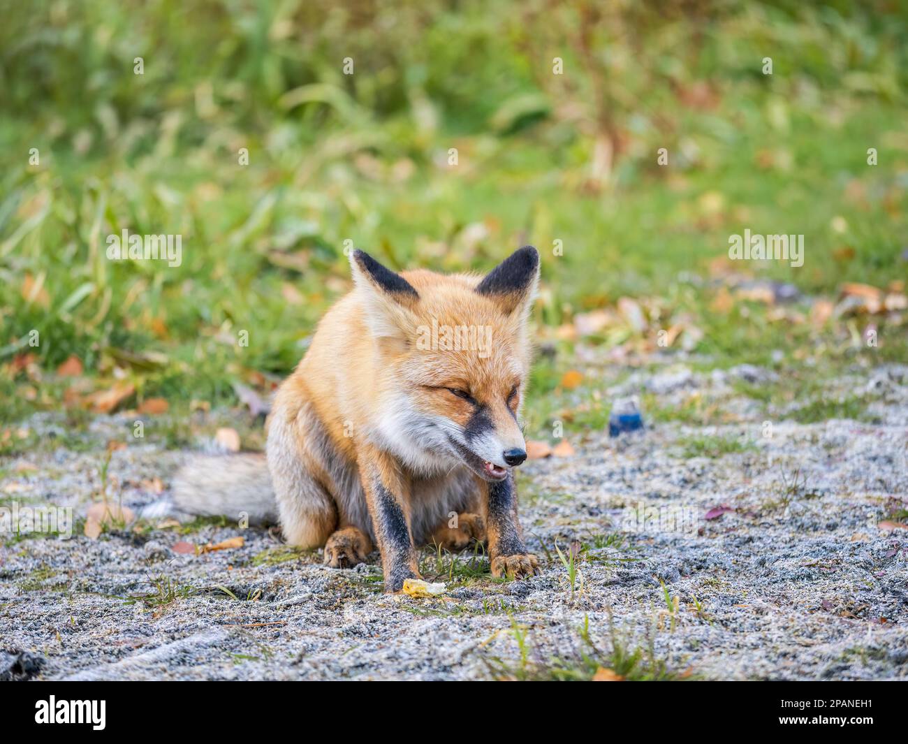 Red fox, Vulpes vulpes, sits on autumn forest path. Close up of a red fox Vulpes vulpes, sitting ...