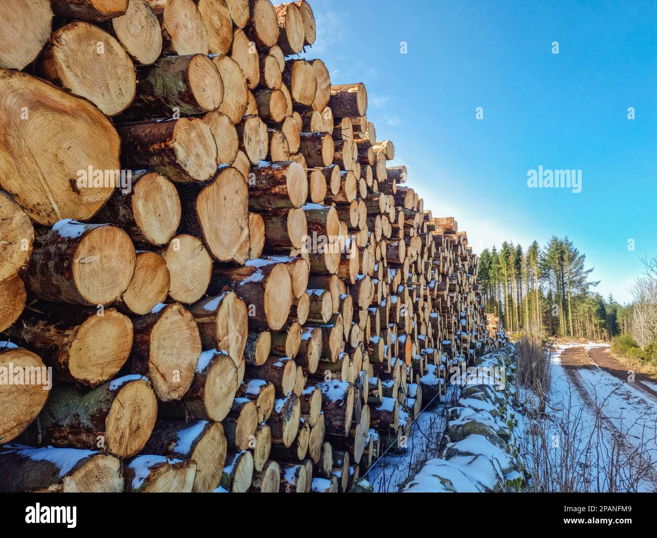 Images of piles of cut down trees, in a log pile.Pine tree logs piled ...