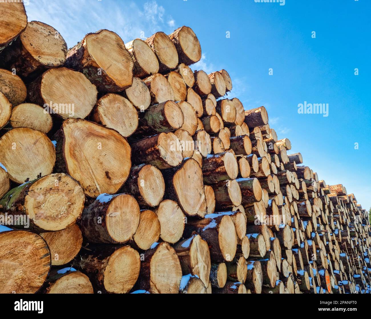 Images of piles of cut down trees, in a log pile.Pine tree logs piled ...
