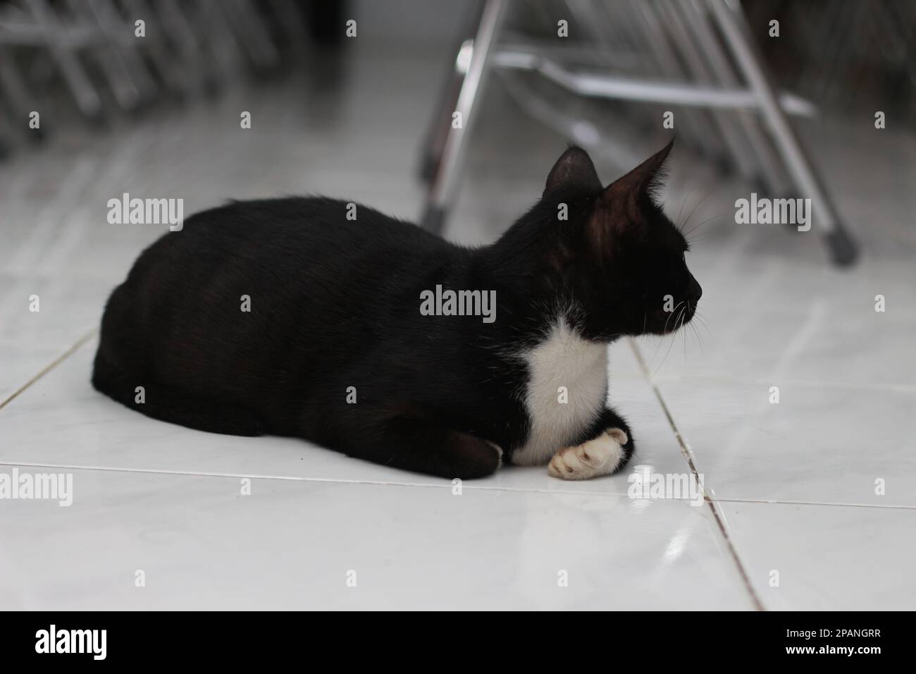 photo of a black cat expression with a bit of white on some parts of ...
