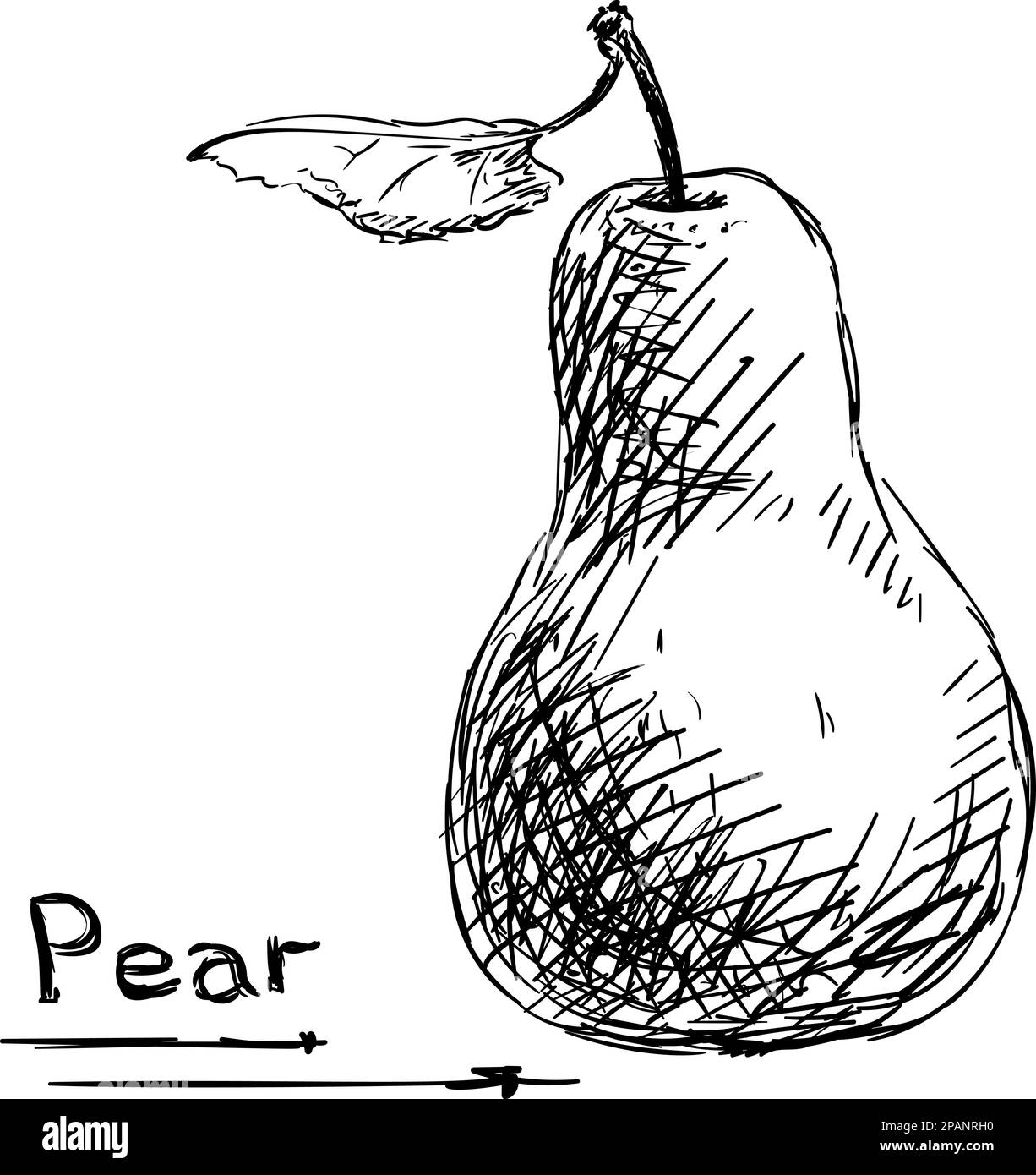 Sketch of pear isolated on white background, Hand drawn vector ...