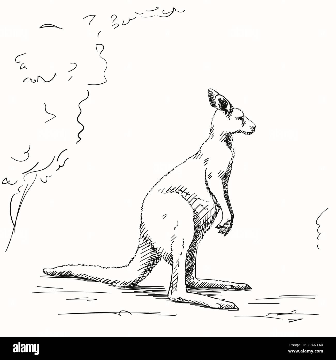 Vector sketch of kangaroo, Hand drawn illustration Stock Vector Image ...