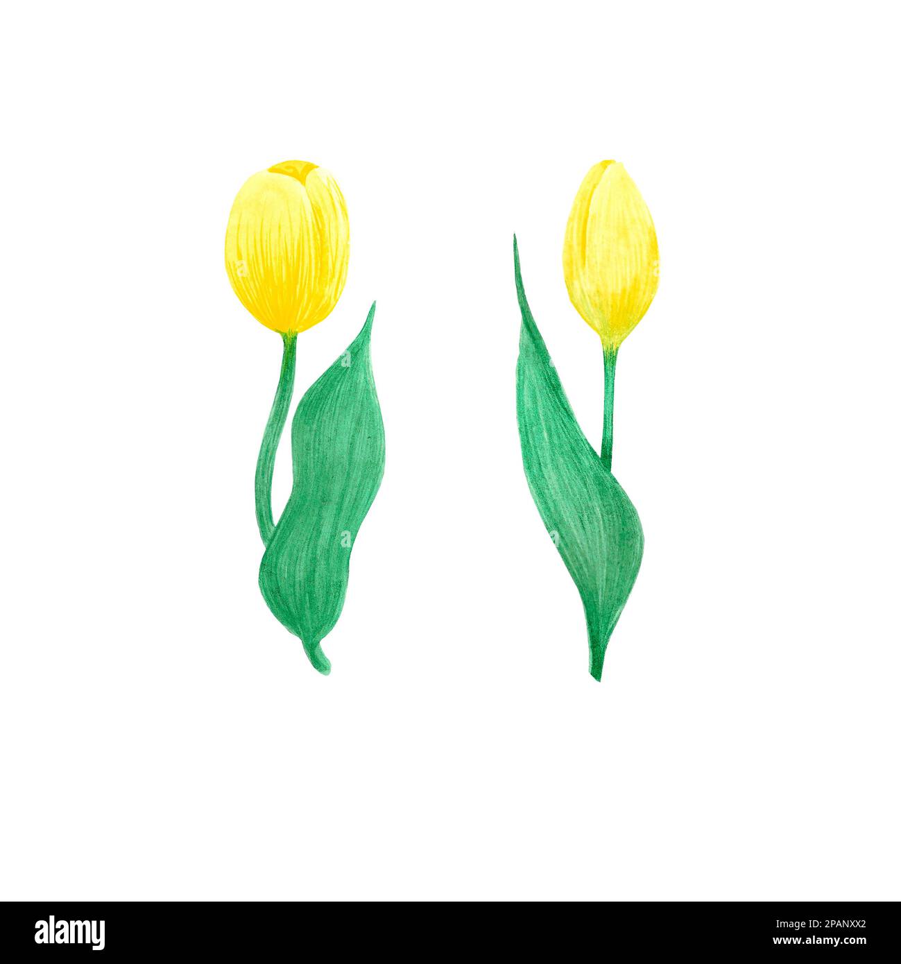 Yellow tulips bouquet on whute Background. Hand drawn Watercolor set ...