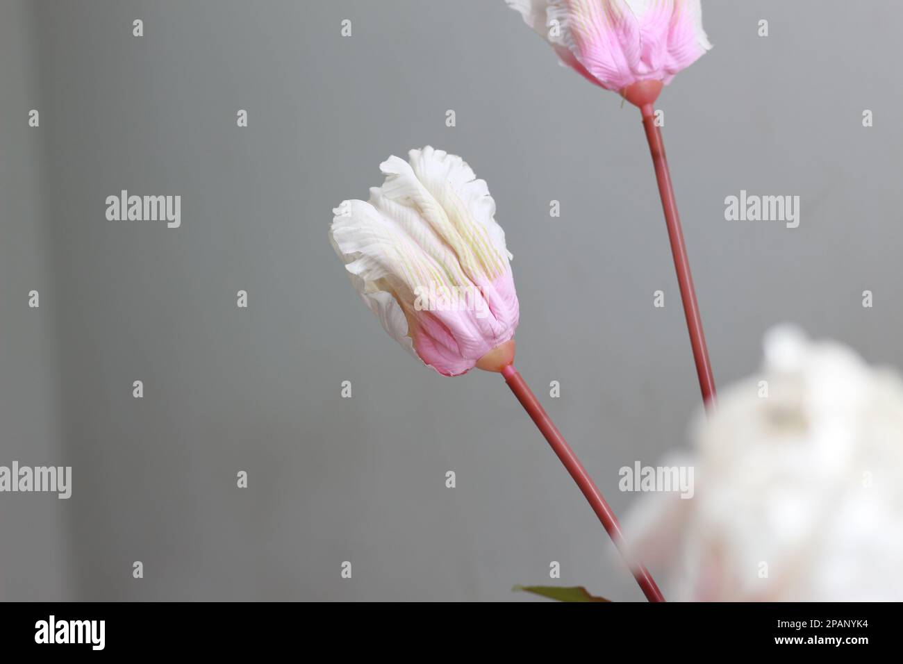 detailed photos of synthetic flowers as a display or room decoration ...