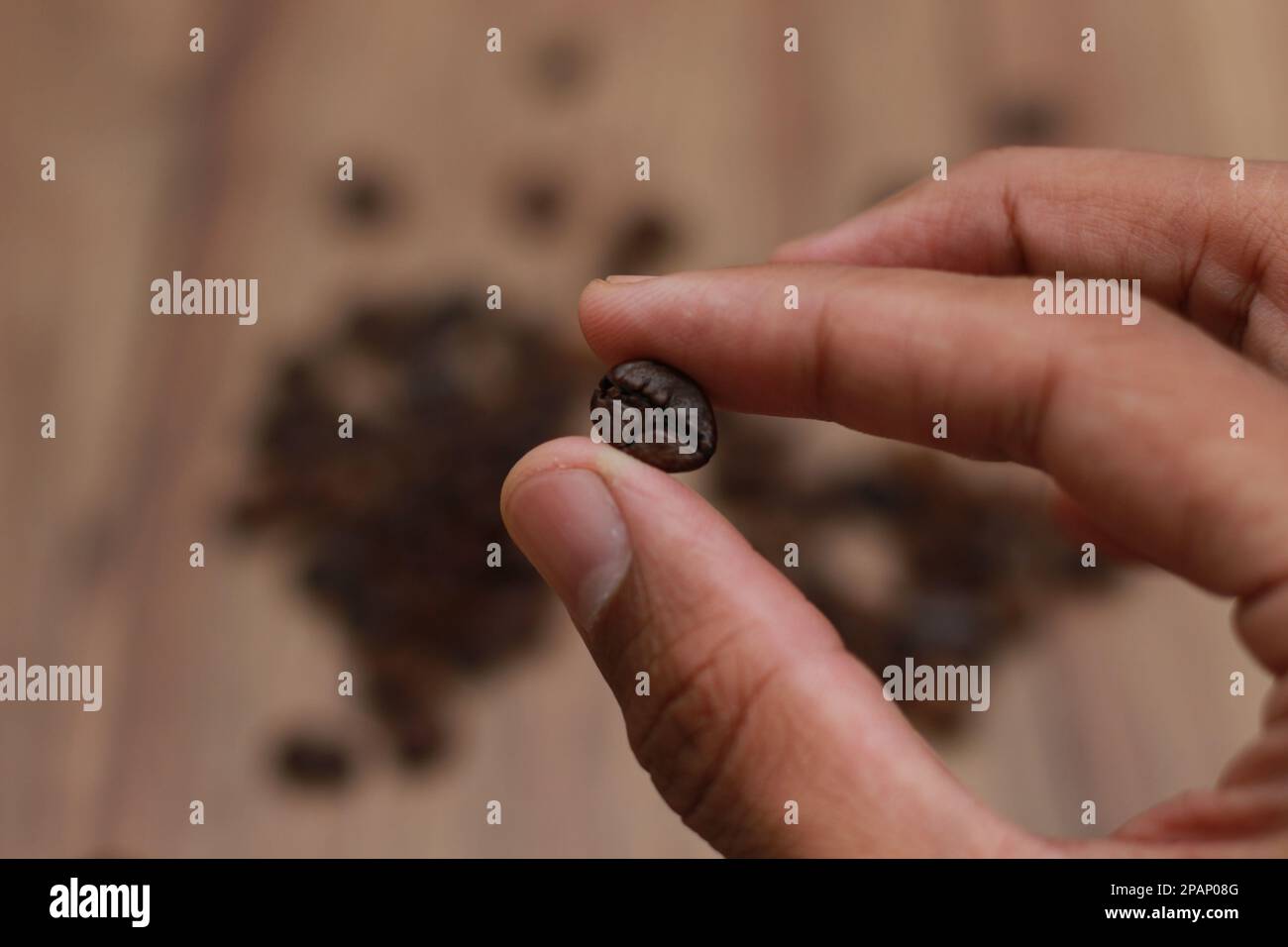 Detailed photo of coffee beans before being processed into a drink ...