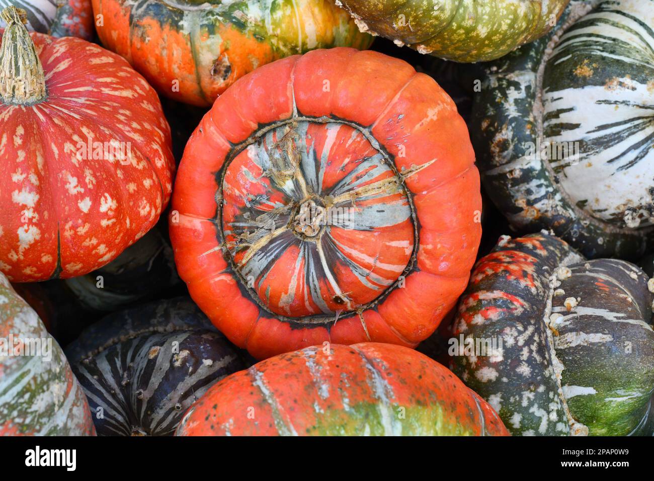 Orange colored Turban squash with warts on skin on pile of colorful ...