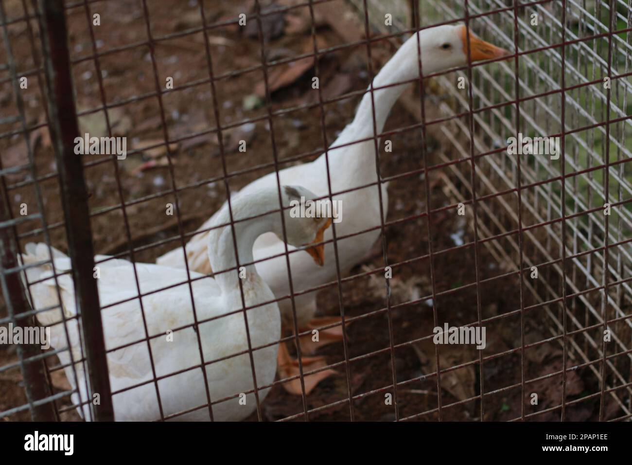 Cage goose hi-res stock photography and images - Alamy