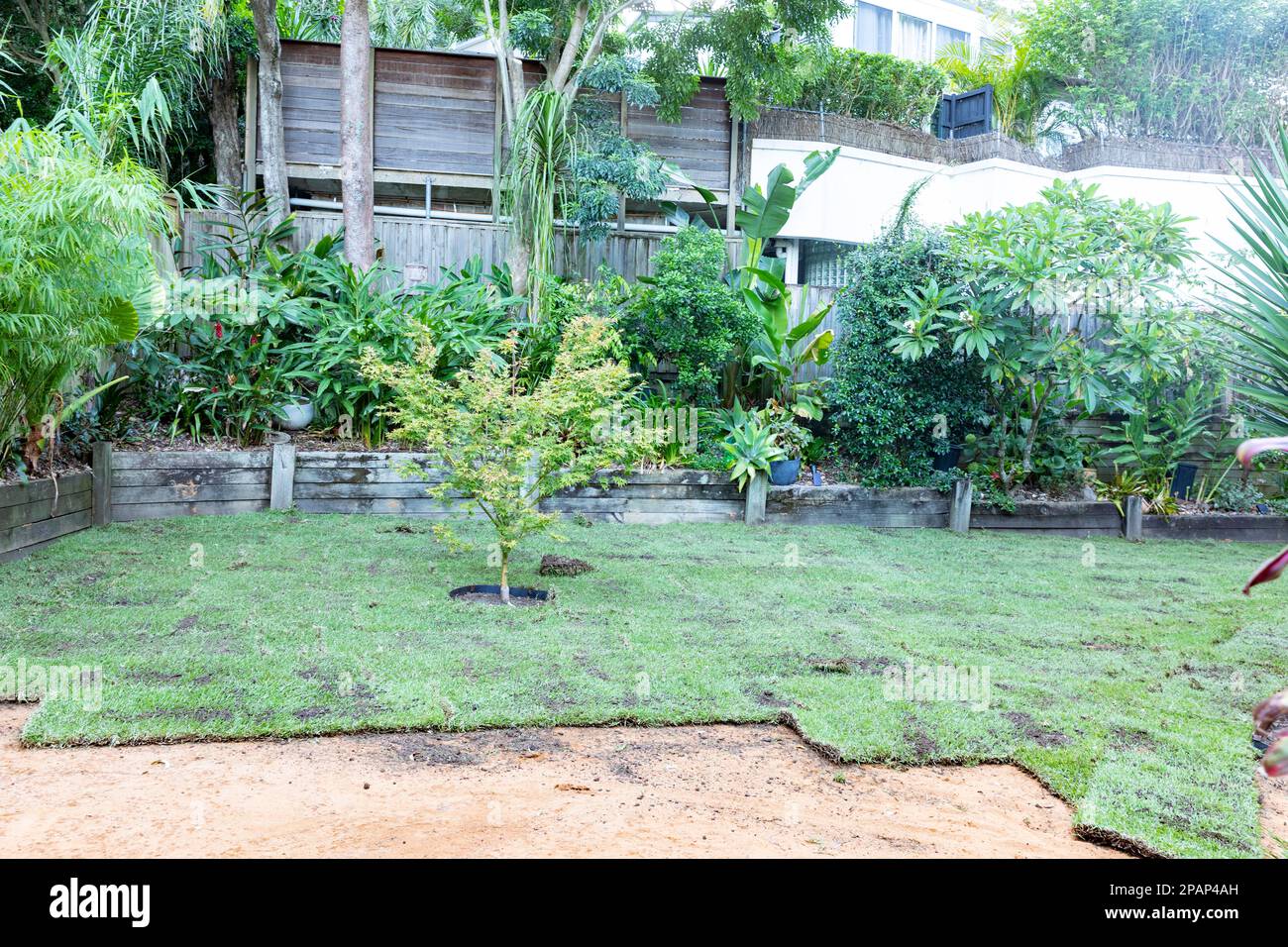 Sir Walter Buffalo lawn turf being laid in a Sydney home back garden ...