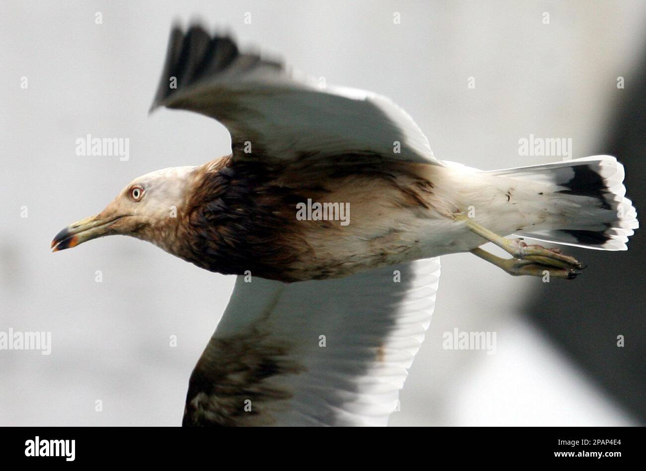 A seagull covered with crude oil flies over oil-covered water after a ...