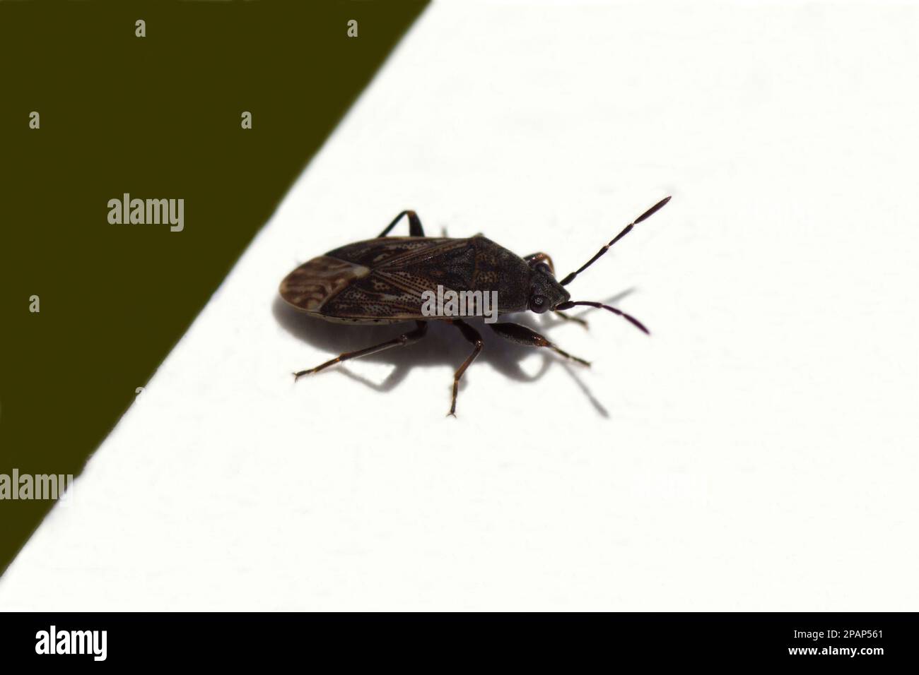 Close up of the bug Peritrechus nubilus on a white paper. Family Seed ...