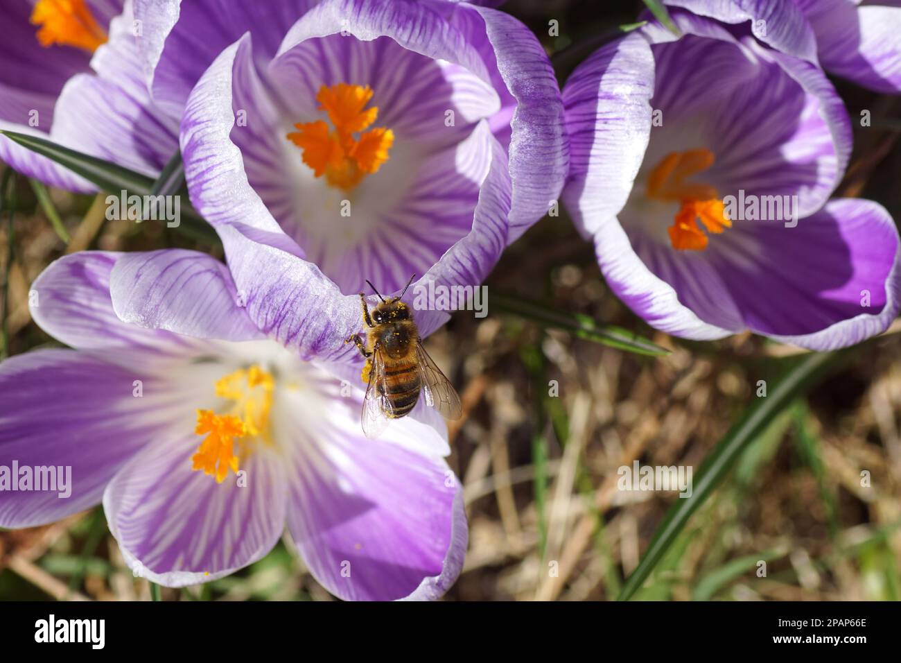 Close up white purple flowering crocuses, family Iridaceae in the sun ...