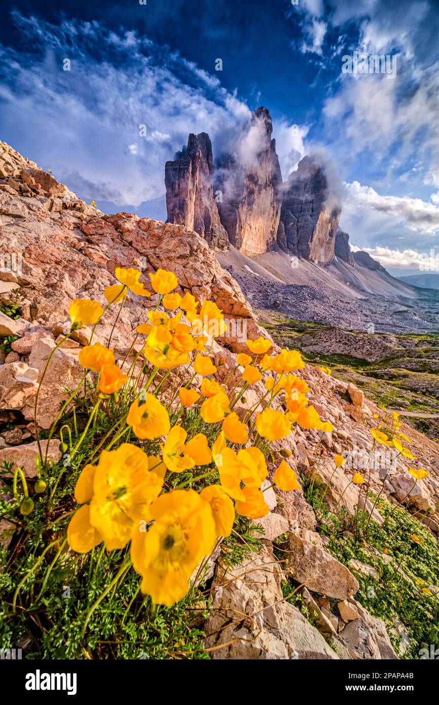 Yellow alpine poppies (Papaver rhaeticum) blooming, the north faces of ...