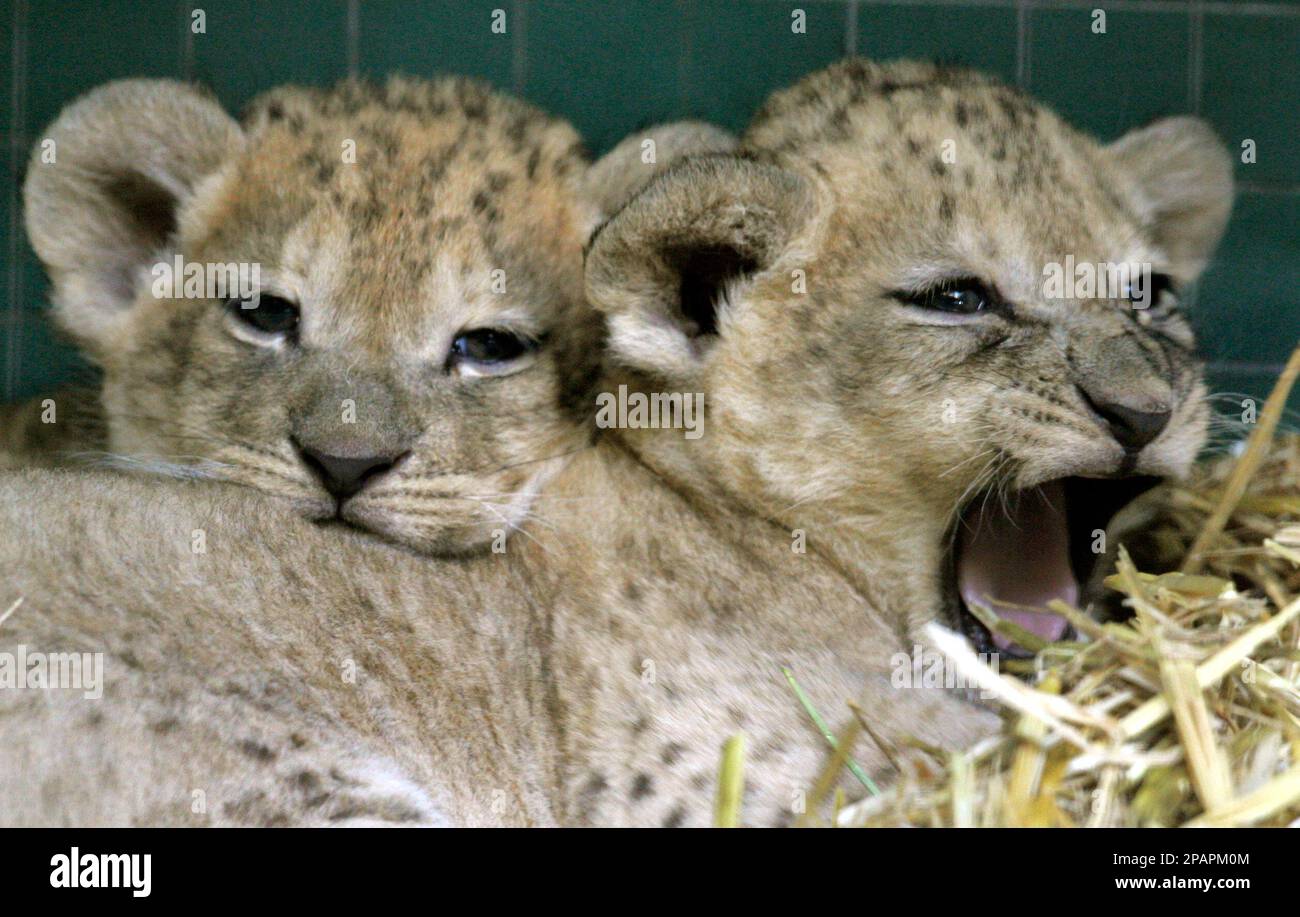 Zwei kleine Loewen liegen am Freitag, 7. Dezember 2007, im Raubtierhaus ...