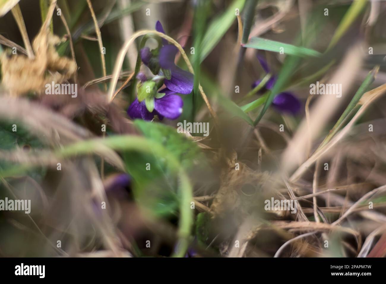 Violets in grass hi-res stock photography and images - Alamy