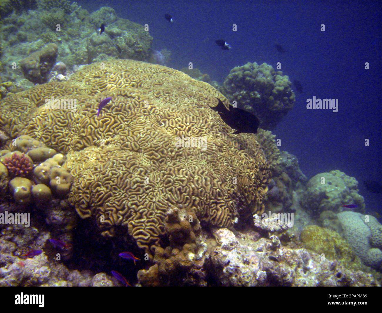 Reef fish swim among the coral in Kimbe Bay off Papua New Guinea’s New ...