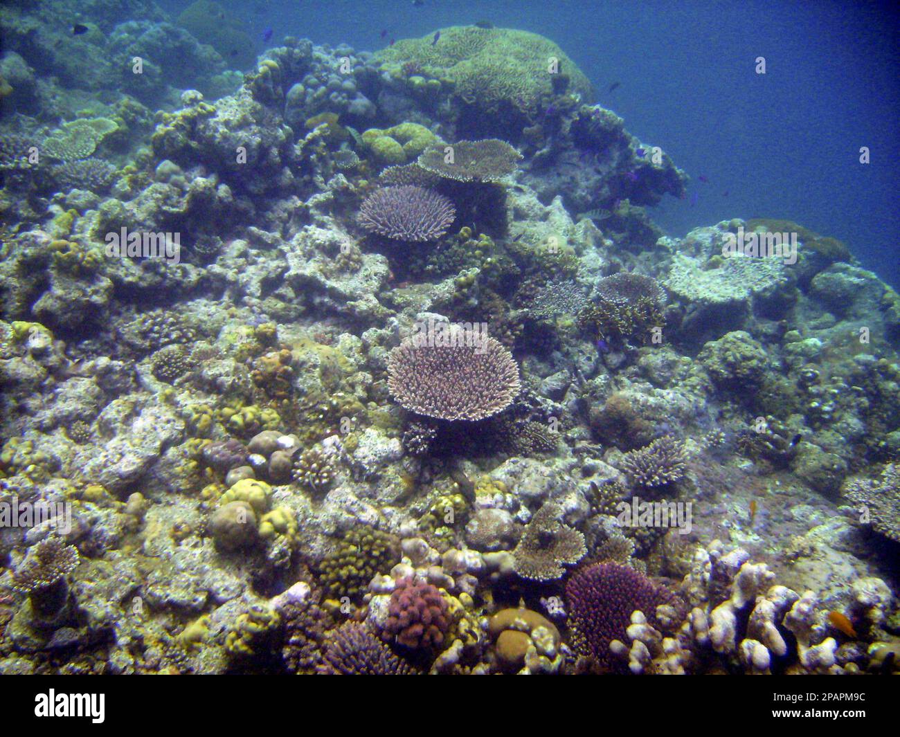 Reef fish swim among the coral in Kimbe Bay off Papua New Guinea’s New ...