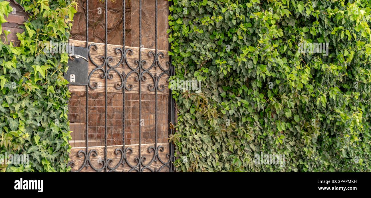 Castle gate arch with ivy. The arch of the castle gate is covered with ...