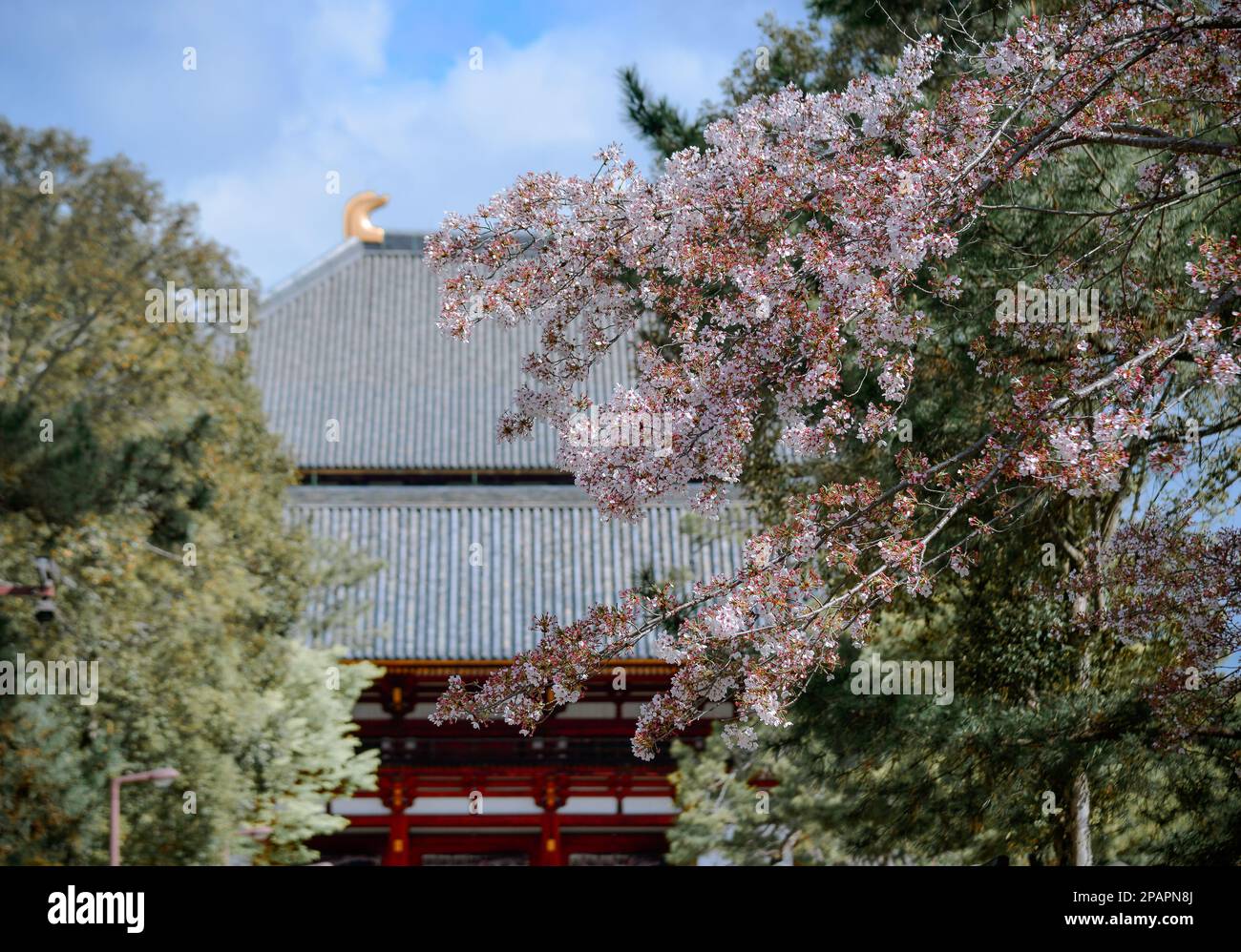 Scenery of cherry blossoms at Todaiji Temple in Nara, Japan Stock Photo ...