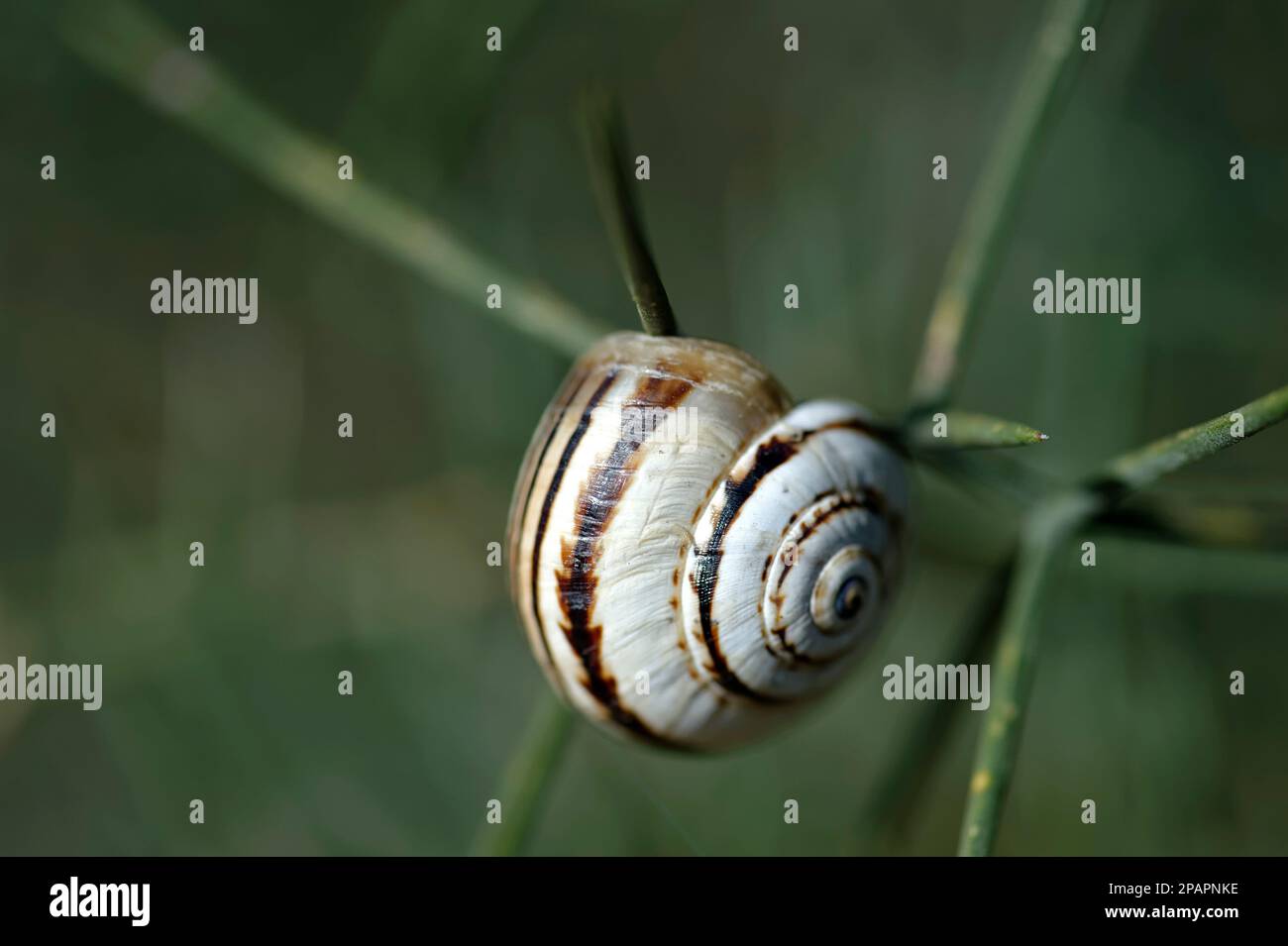 photo of white garden snail Theba pisana Stock Photo - Alamy