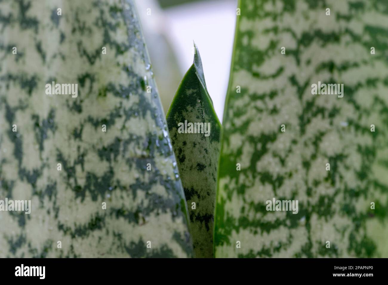 Photo of snake plant sansevieria zeylanica Stock Photo - Alamy