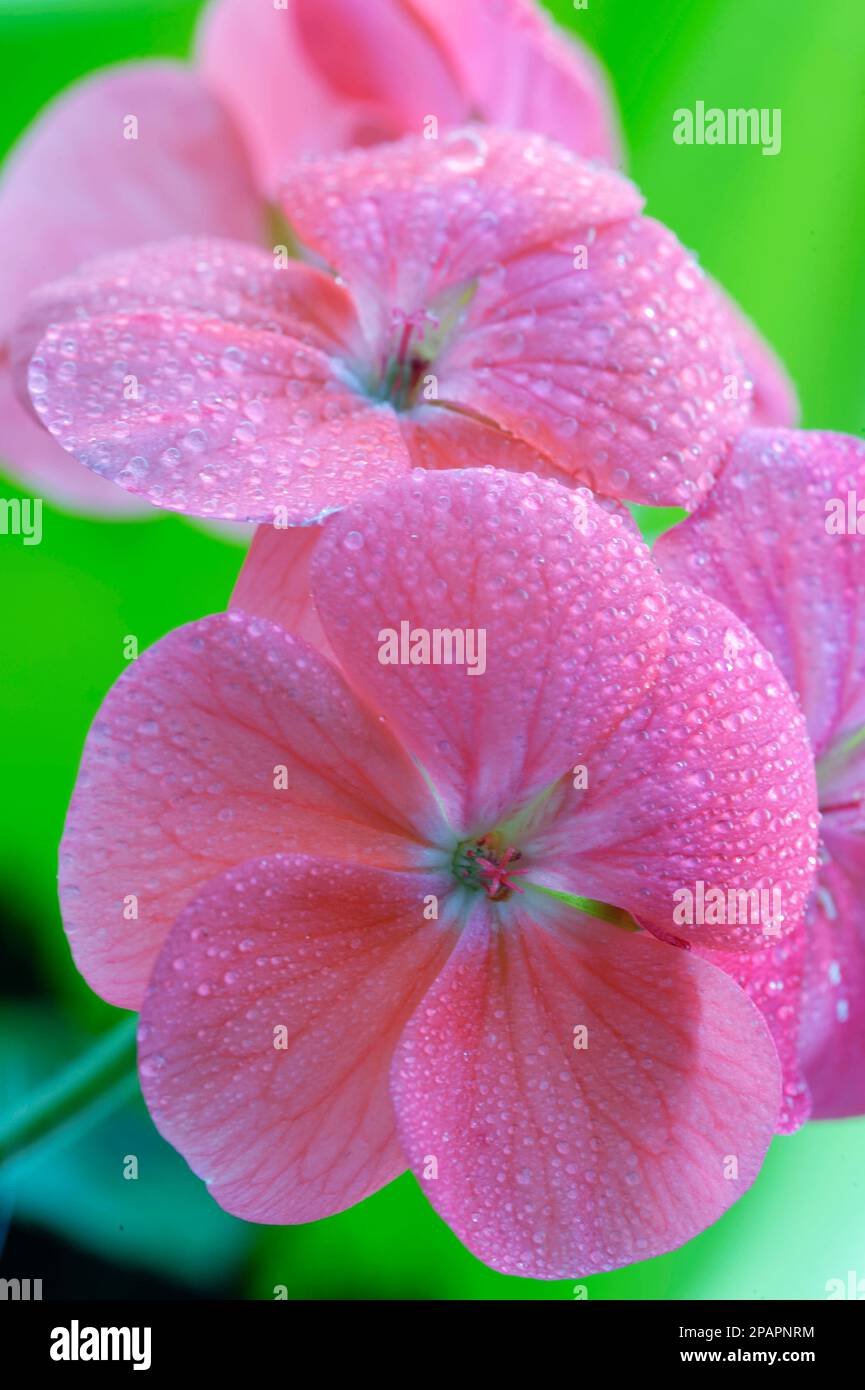 Photo of pink geranium flowers covered in water droplets Stock Photo ...