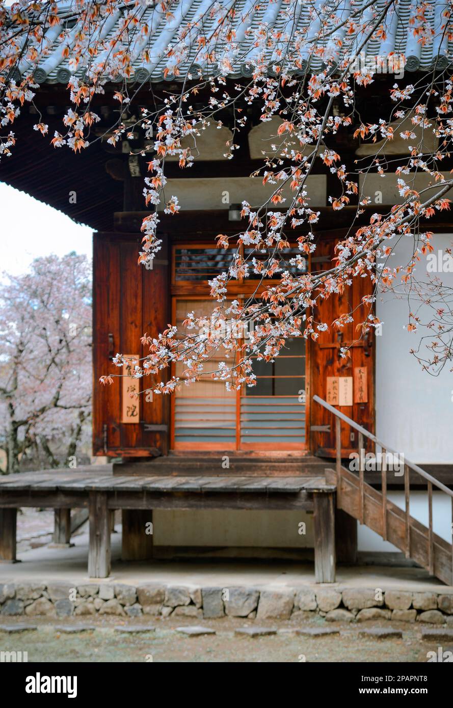 Nara, Japan - Apr 11, 2019. Scenery of cherry blossoms at Todaiji ...