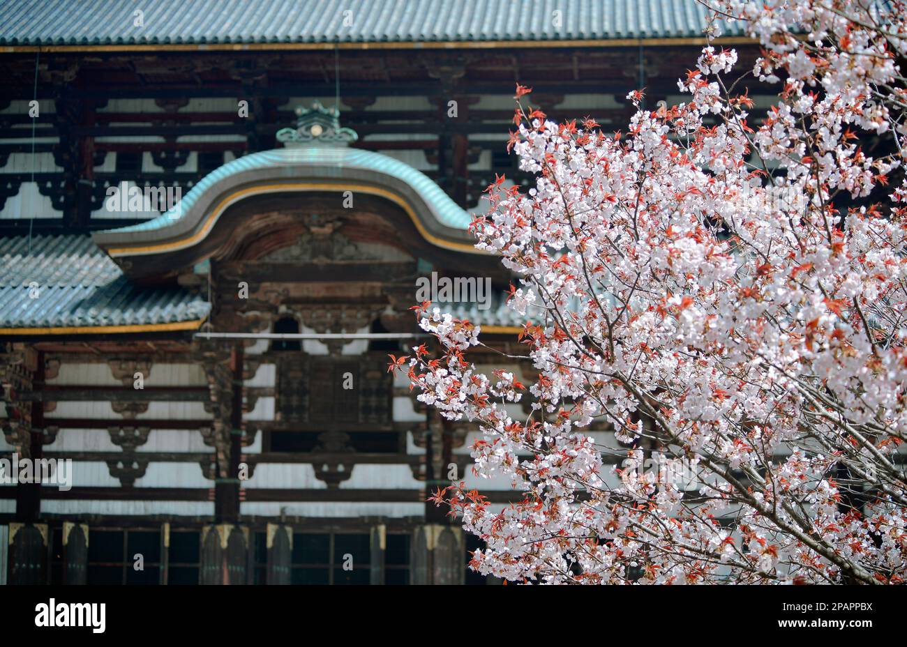 Scenery of cherry blossoms at Todaiji Temple in Nara, Japan Stock Photo ...