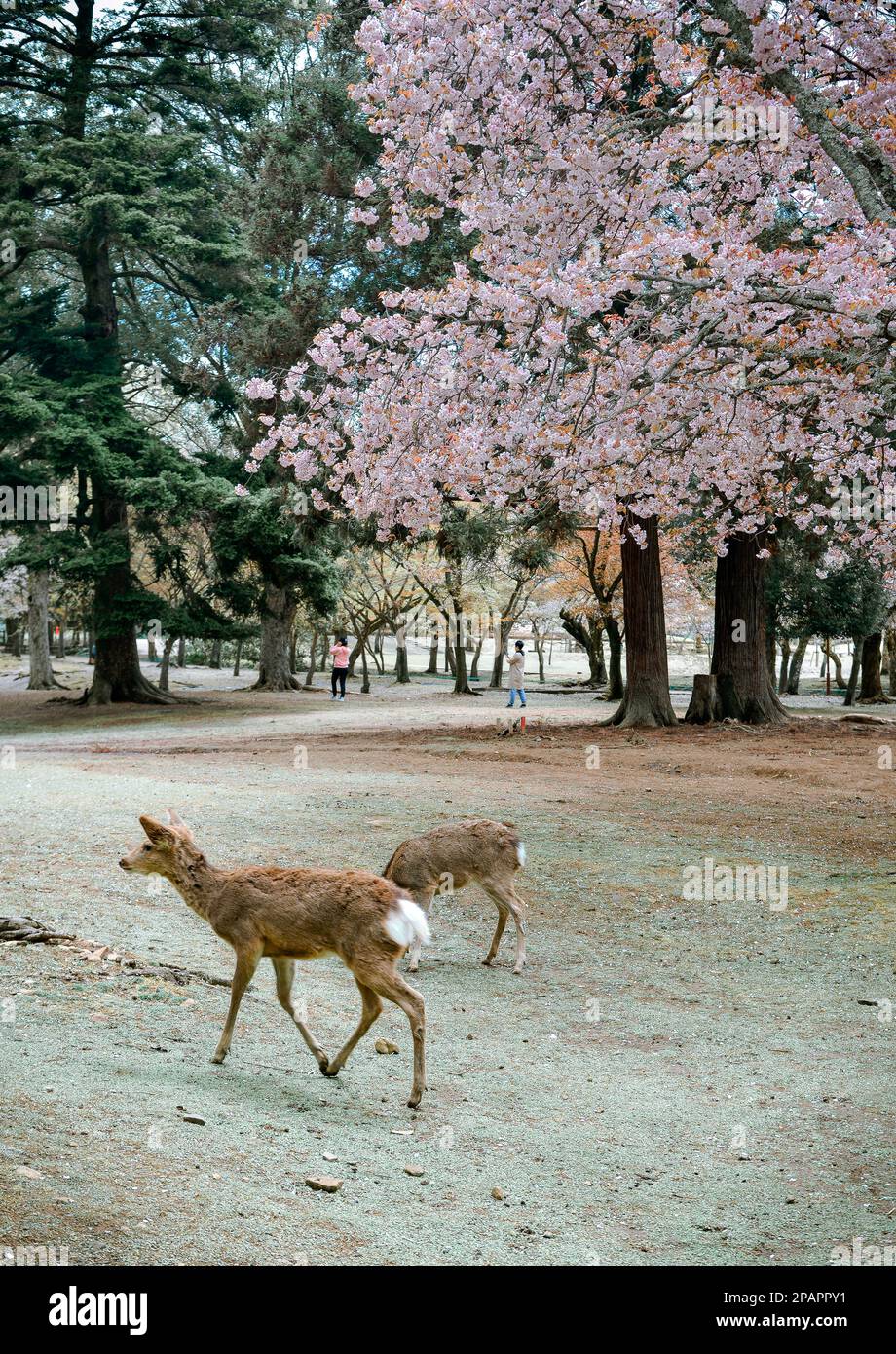 Wild deer enjoying Nara Park (Japan) during cherry blossom season Stock ...