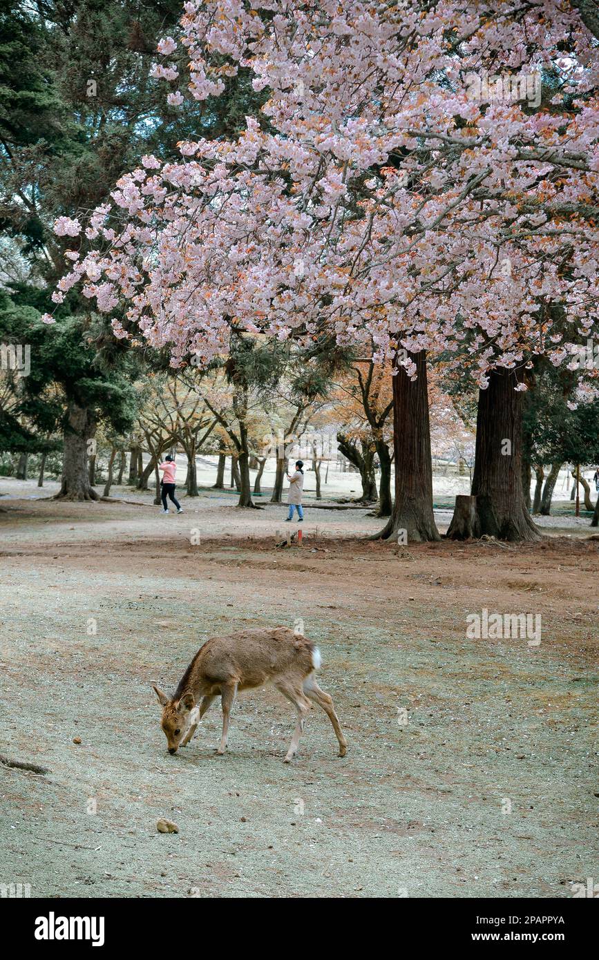 Wild deer enjoying Nara Park (Japan) during cherry blossom season Stock ...