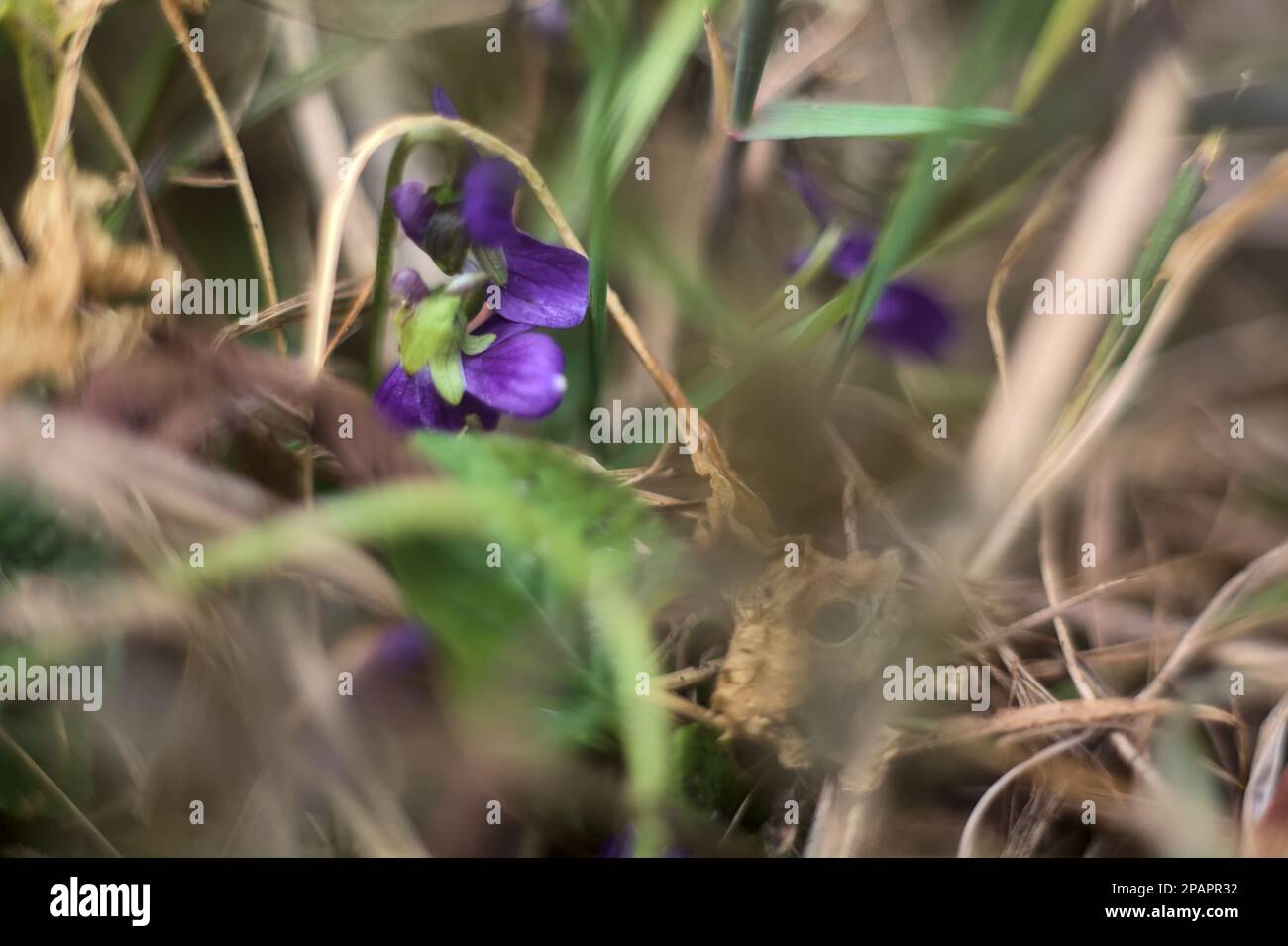 Bouquet purple field violets hi-res stock photography and images - Alamy