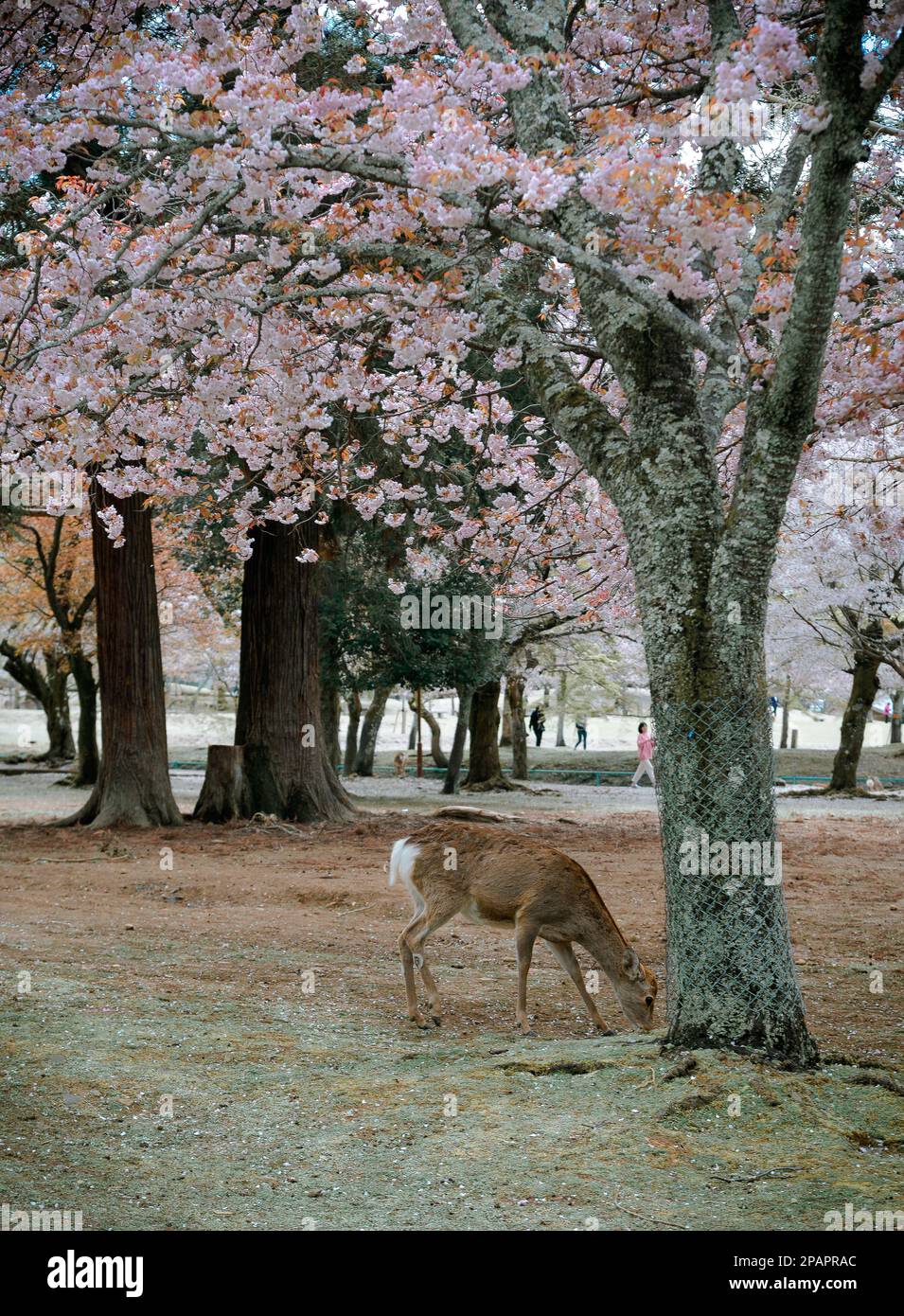 Wild deer enjoying Nara Park (Japan) during cherry blossom season Stock ...