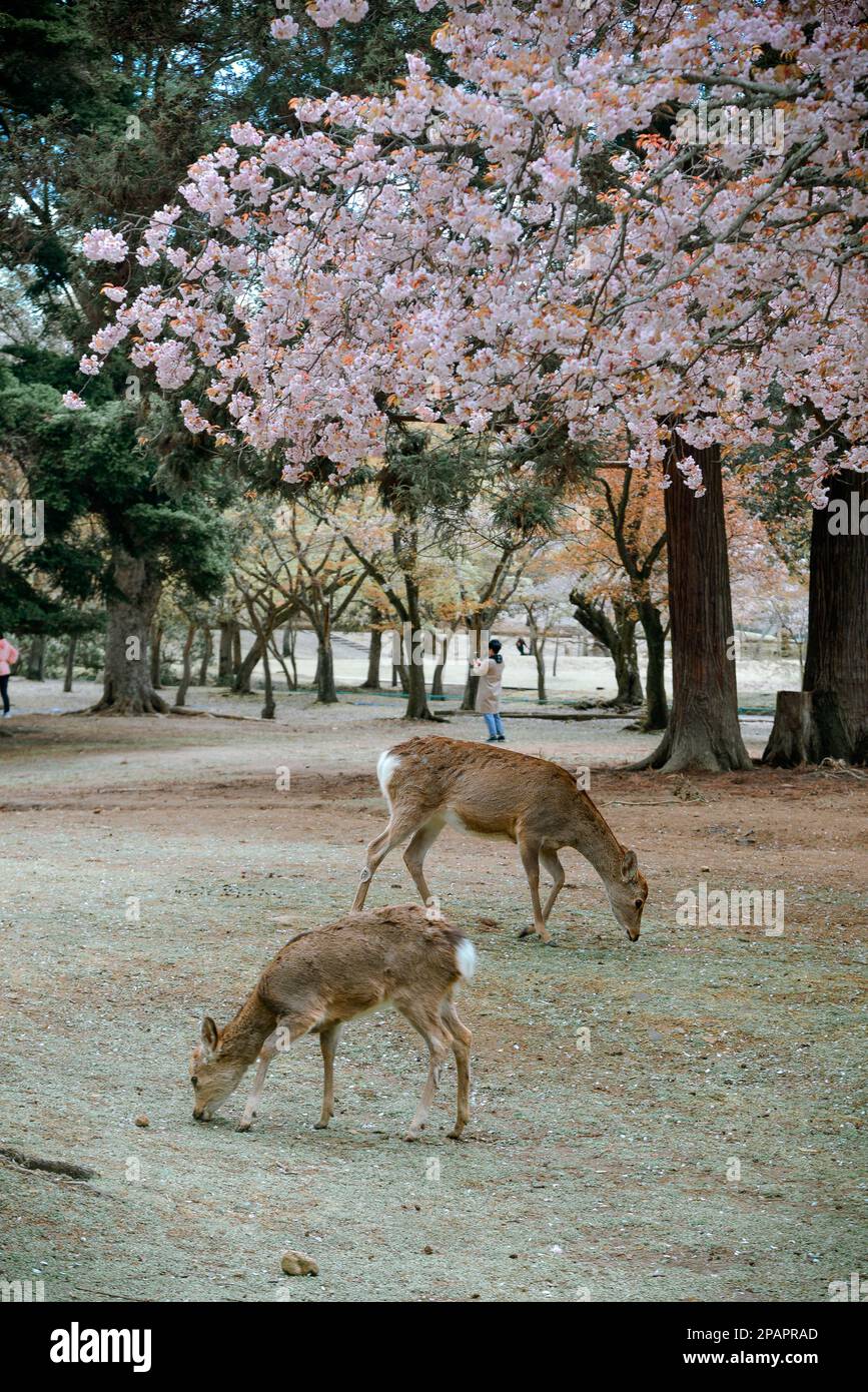 Wild deer enjoying Nara Park (Japan) during cherry blossom season Stock ...