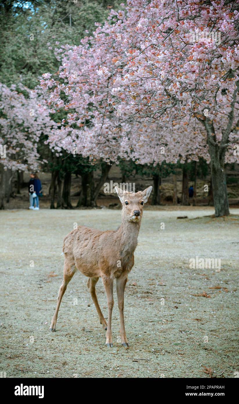 Wild deer enjoying Nara Park (Japan) during cherry blossom season Stock ...