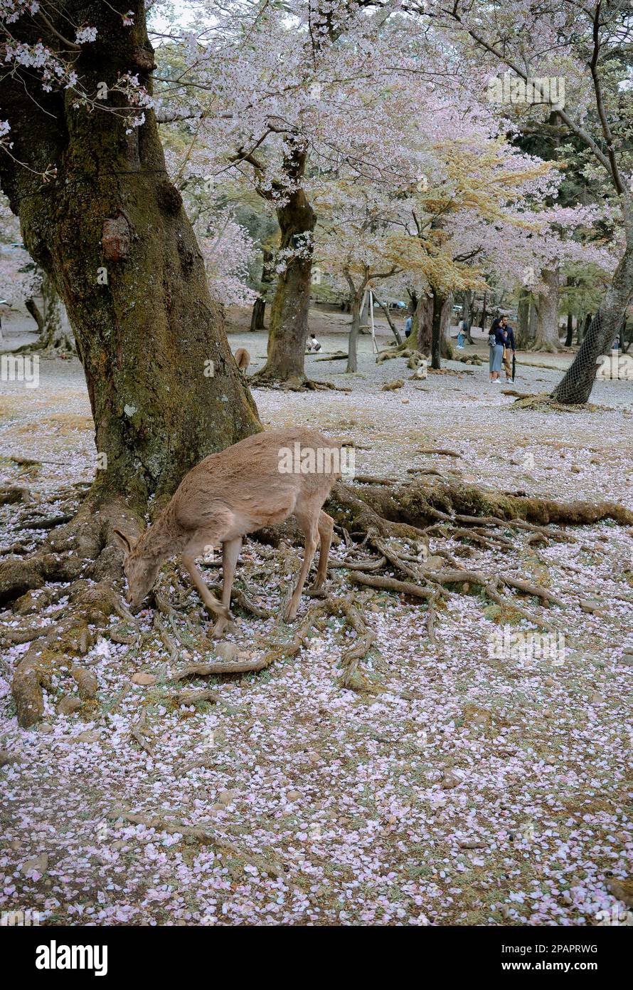 Nara, Japan - Apr 11, 2019. Wild deer enjoying Nara Park (Japan) during ...