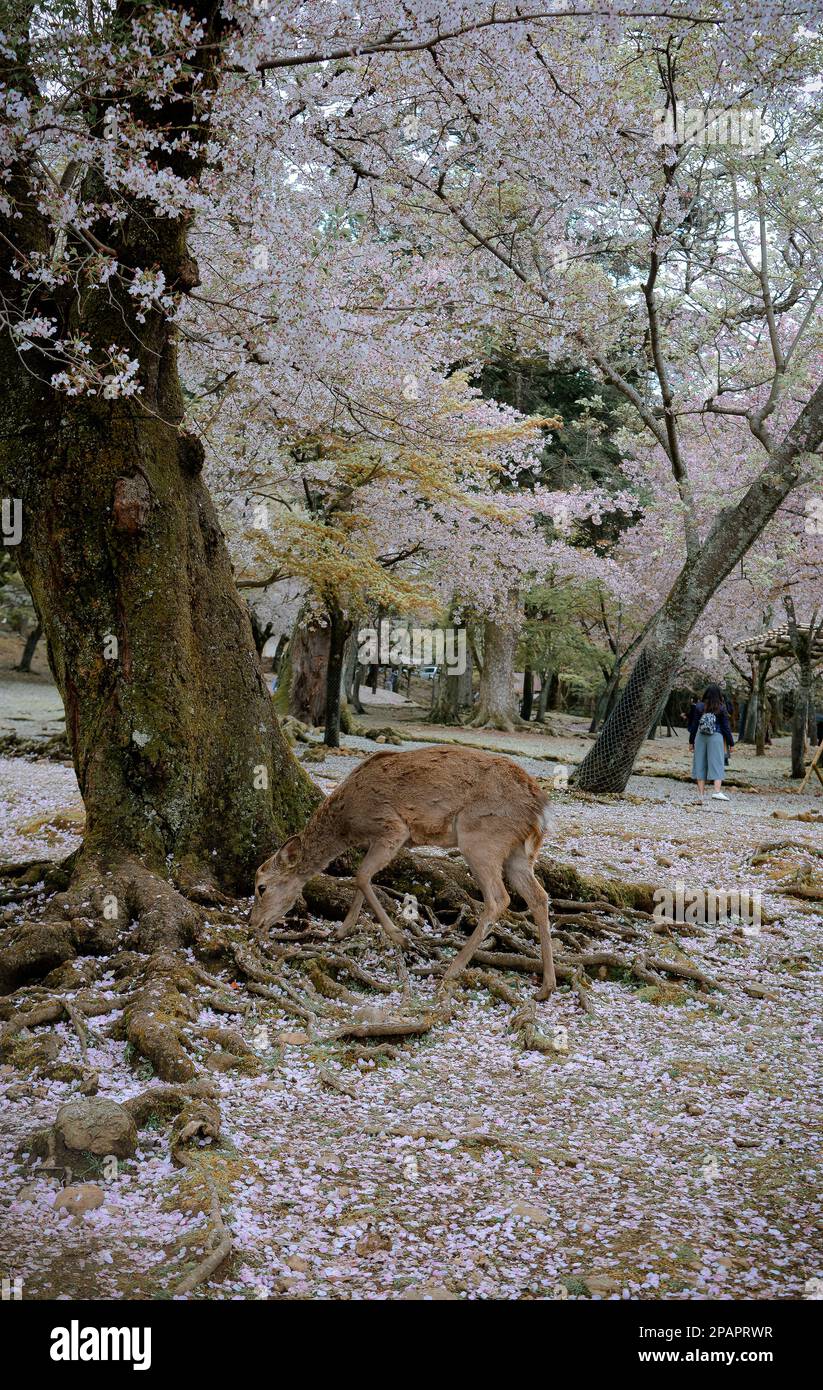 Wild deer enjoying Nara Park (Japan) during cherry blossom season Stock ...