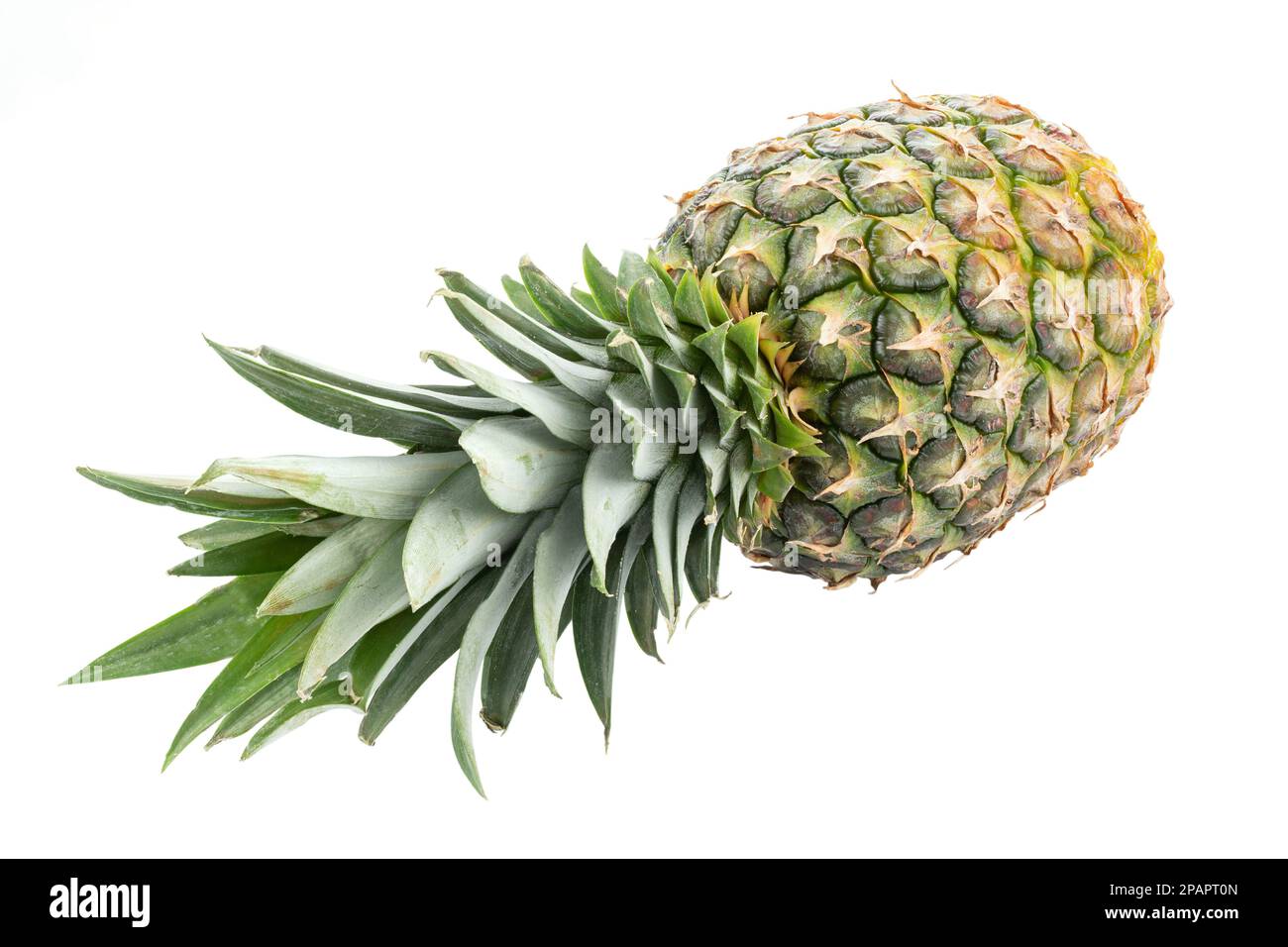 Fresh whole pineapple isolated on white background. File contains ...