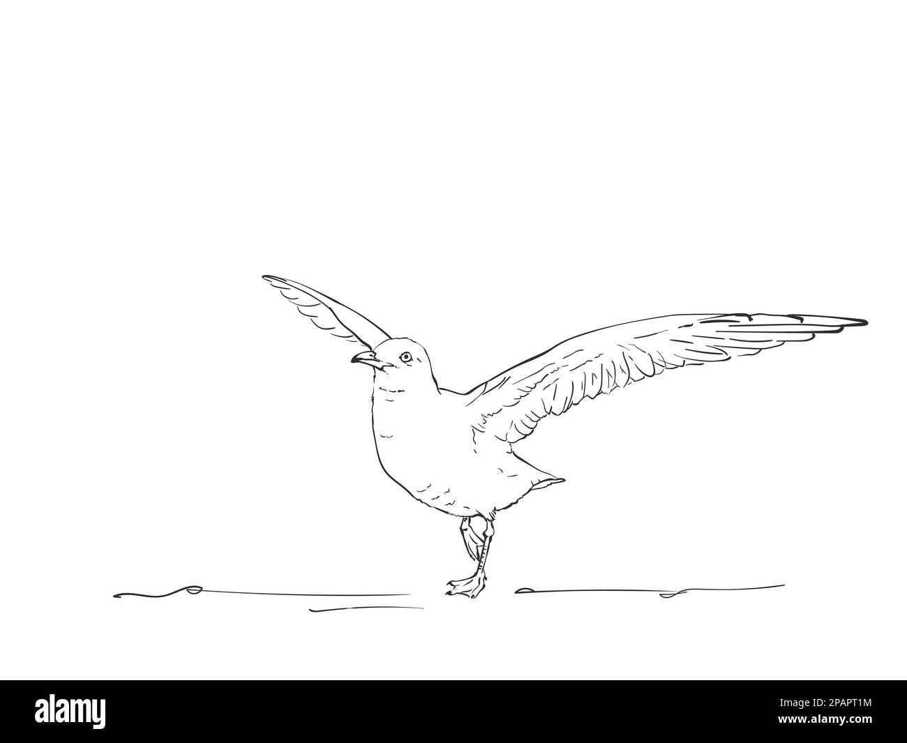 Sketch of seagull is spread wings to fly, Vector hand drawn ...
