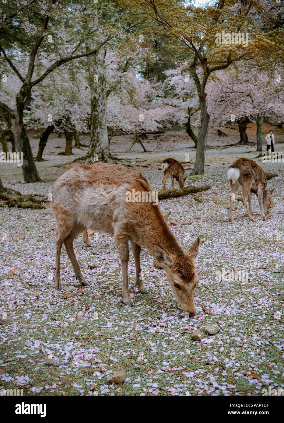 Wild deer enjoying Nara Park (Japan) during cherry blossom season Stock ...