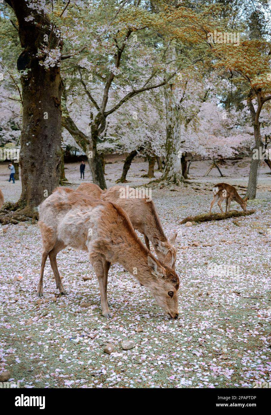 Wild deer enjoying Nara Park (Japan) during cherry blossom season Stock ...