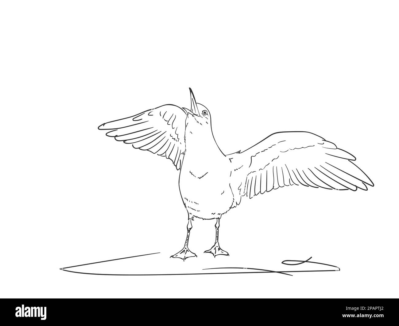 Sketch of screaming seagull with spreaded wings, Vector hand drawn ...